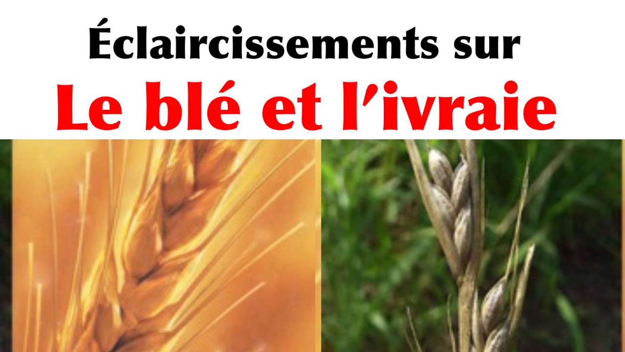 Fr Armando. Le blé et l’ivraie - La nourriture solide - YouTube