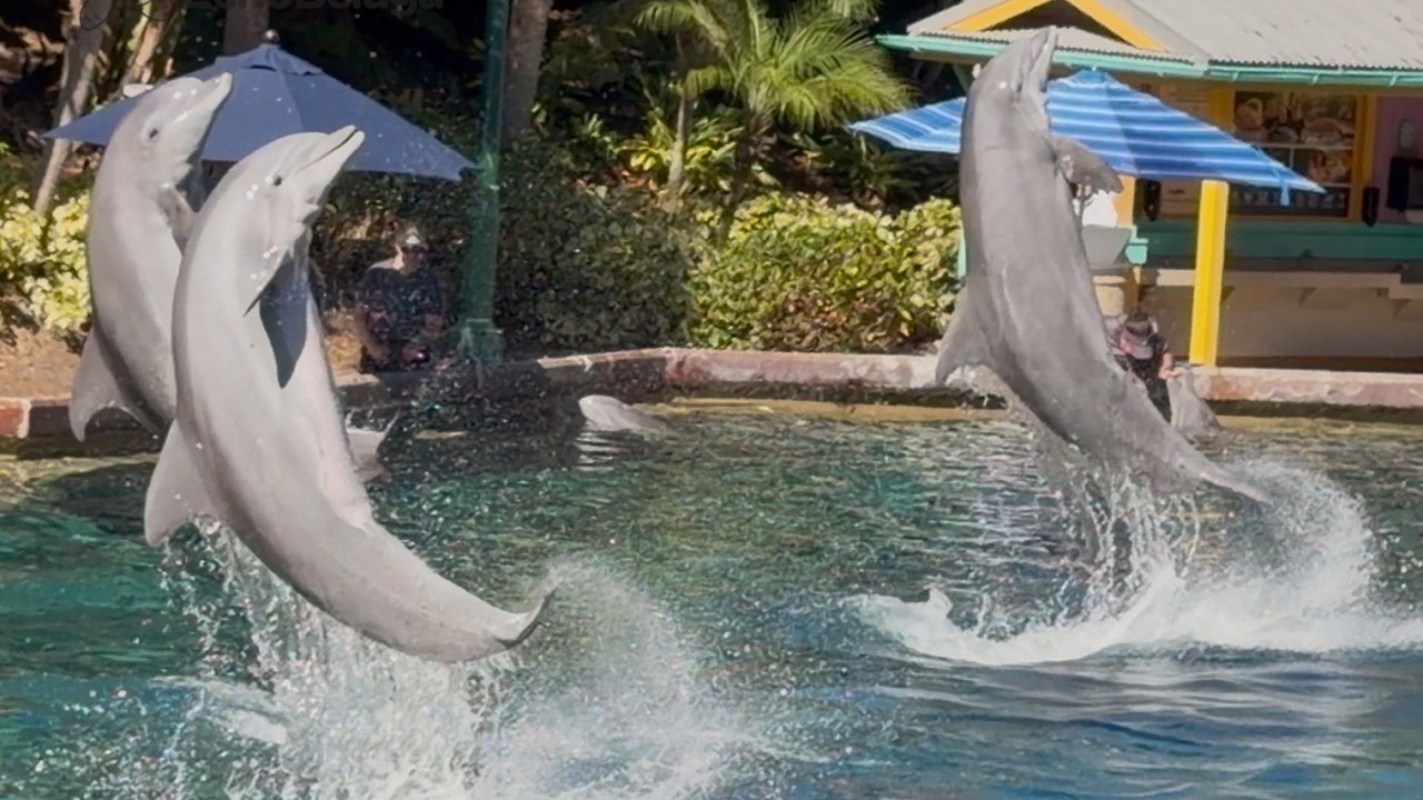 Dolphin Presentation - SeaWorld Orlando's Key West Dolphin Cove ...
