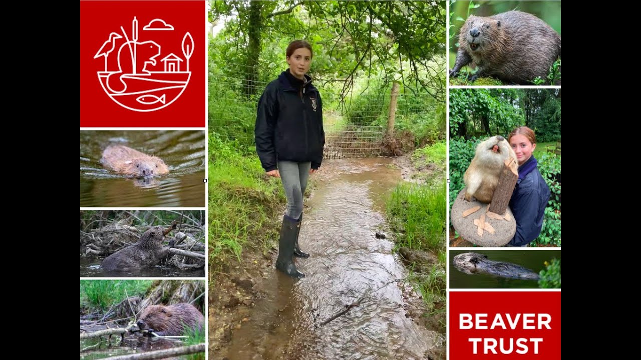 Tegan visits the beaver trust project in Cornwall - YouTube