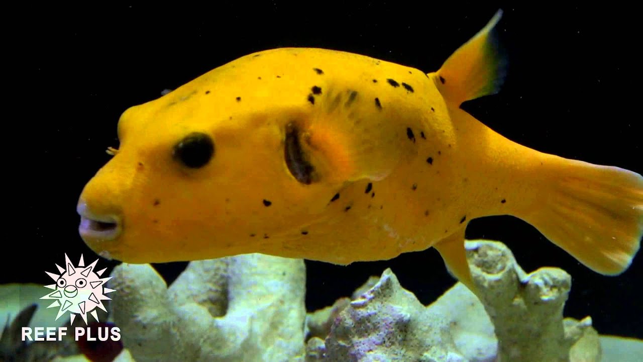 One of my favorite fish! - YouTube