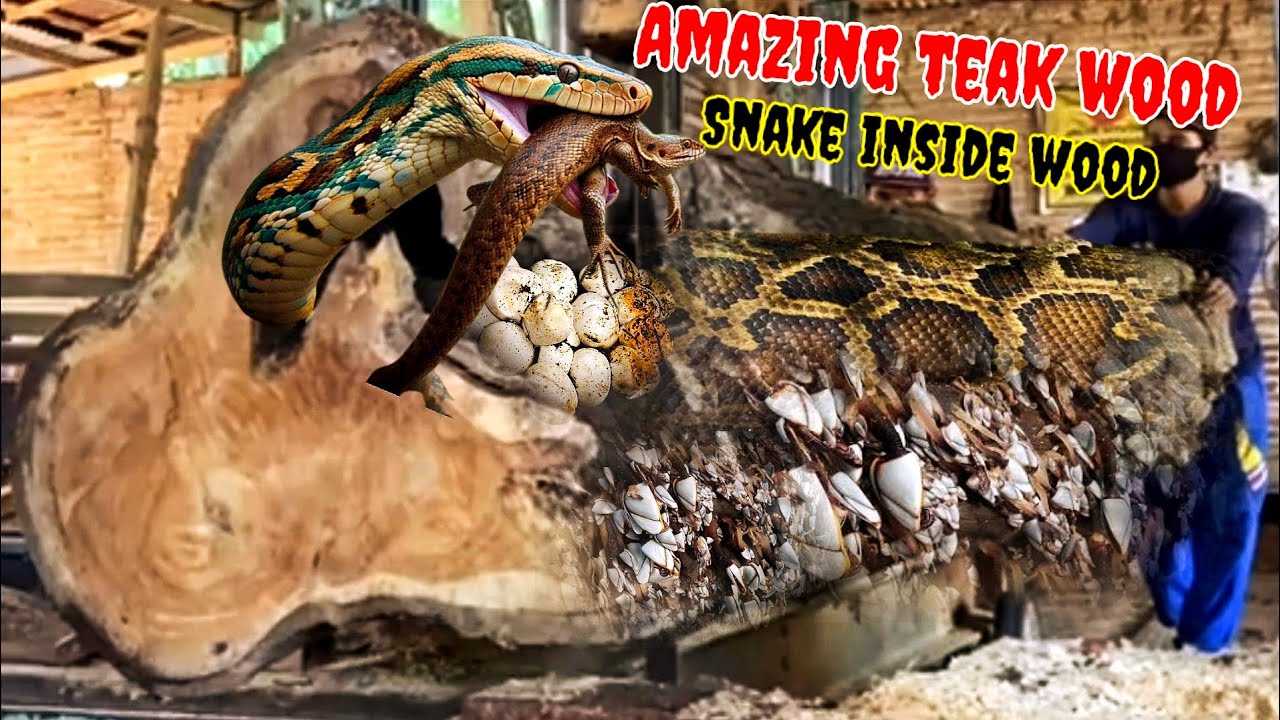 penggergajian kayu jati bolong paling berbahaya di dunia! lubang cantik ...