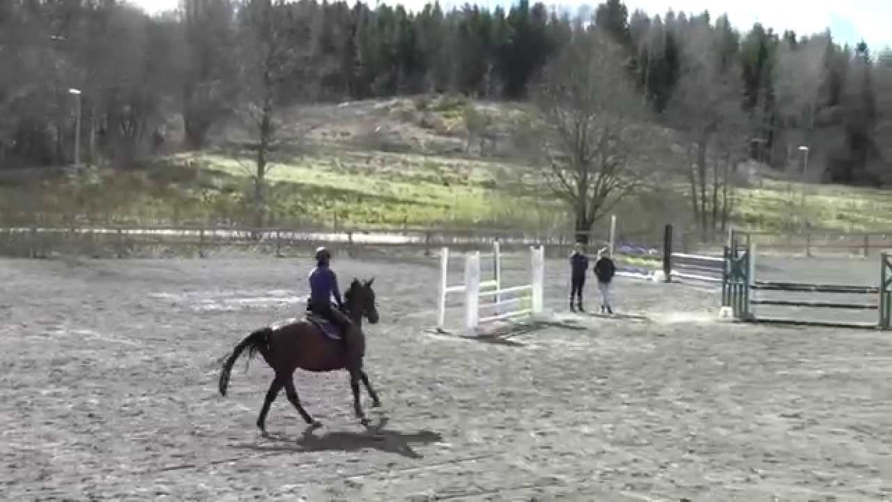 Cardenelle -09 e. Cardento - Robin Z 90 cm 15 04 02 1 - YouTube