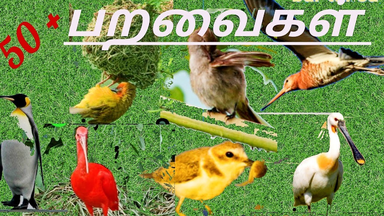 பறவைகள் / Paravaigal / Learn birds name in tamil / 50+ Birds / 50 ...