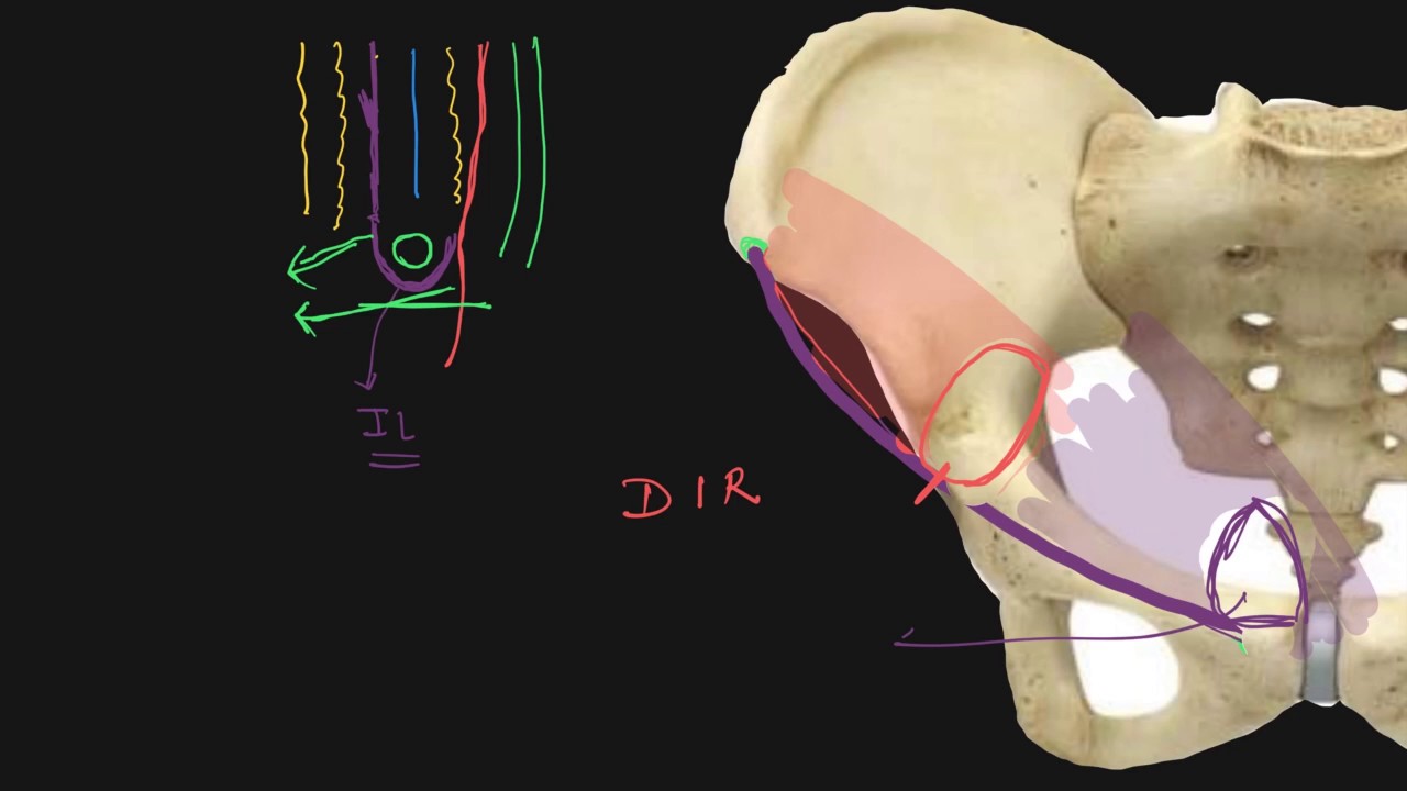 Inguinal Canal 1 Youtube