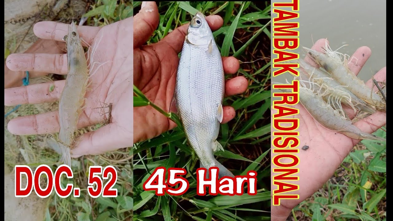 UDANG VANAME, BANDENG, BADER DALAM 1 TAMBAK || CEK - YouTube