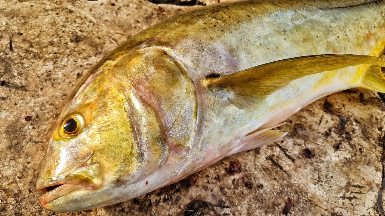 Rare Giant Yellowfin Trevally Fish Cutting Skills |Trevally Fish ...