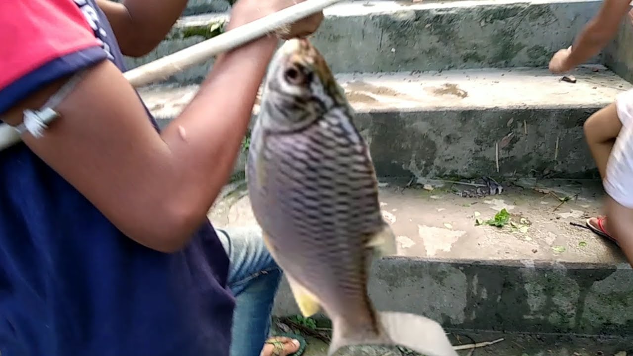 Amazing Big Fishing Catching in The Pond | People Catching Fish By ...