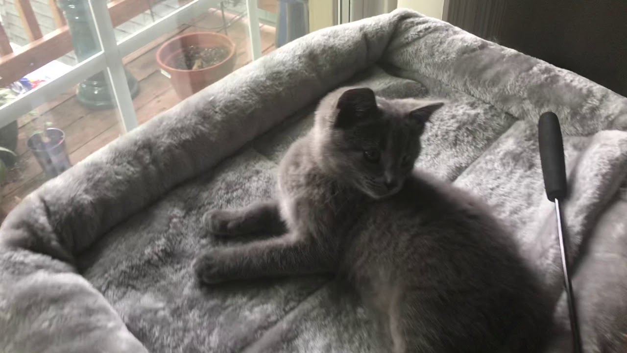 PLAYFUL RUSSIAN BLUE FERAL KITTEN PLAYING WITH FAVORITE TOY - YouTube