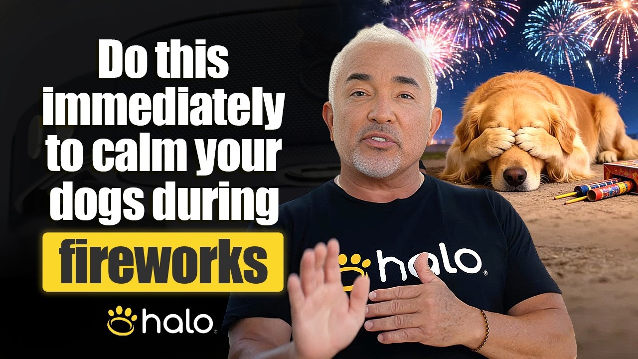 Dog Anxiety Prevention | How to Calm Dogs During Fireworks - YouTube