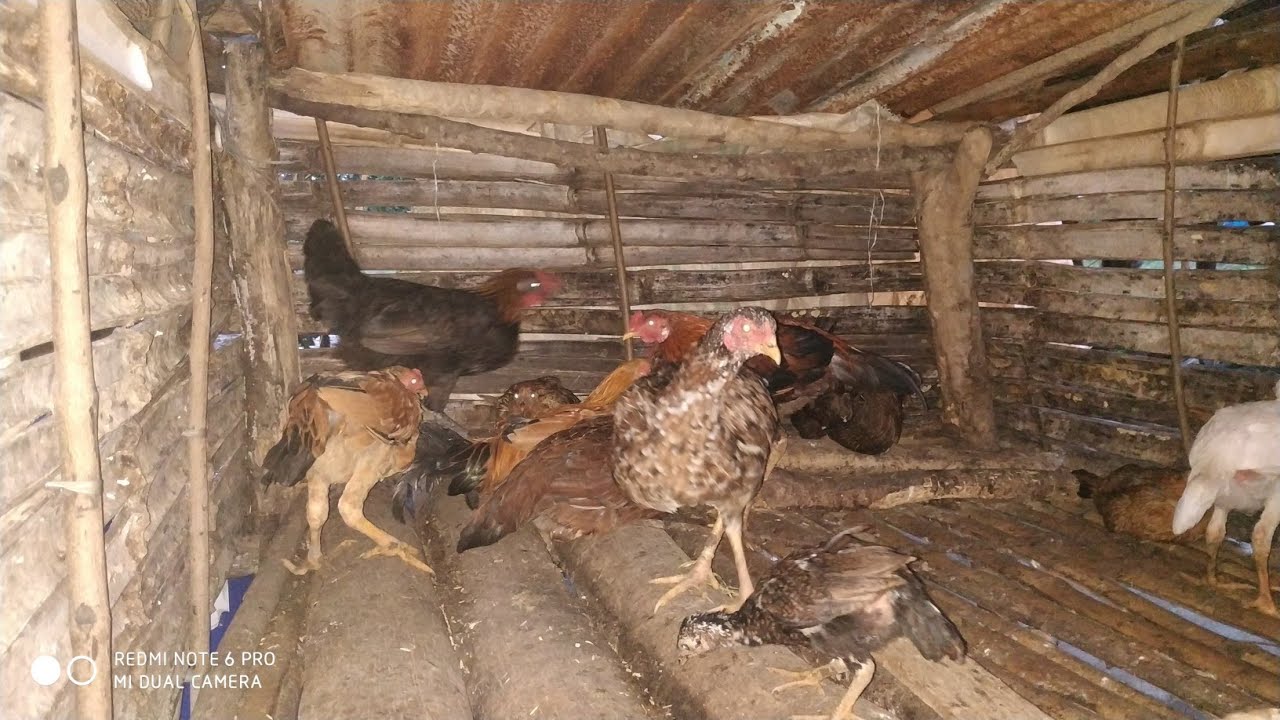 Hamara Desi Murgi / Desi murgi / Desi murgi farm / Desi ladka /Village ...