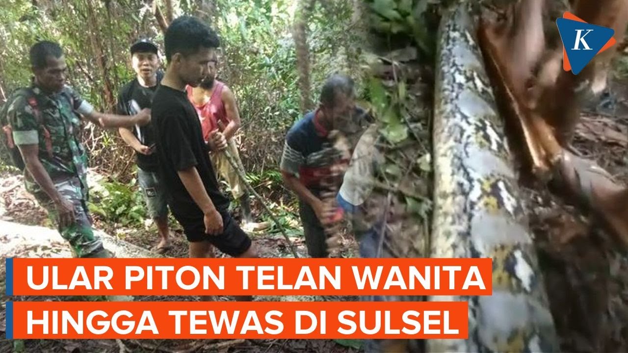 Penampakan Ular Piton 6 Meter yang Telan Wanita hingga Tewas di Sulsel ...