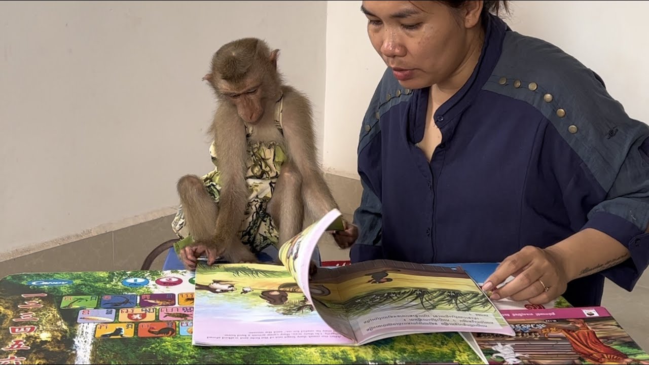 Smart monkey Jessy go on next paper for continue reading. - YouTube