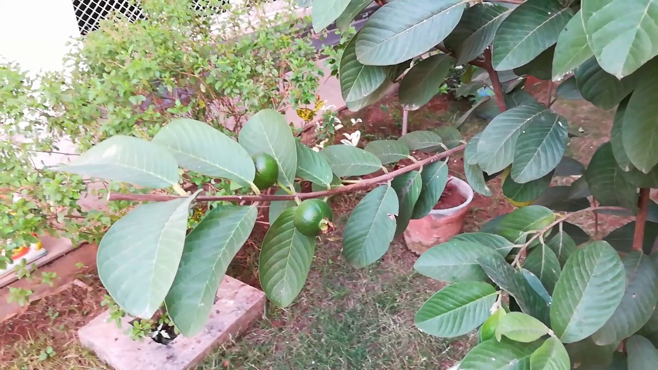 Taiwan Pink Guava - Planted 1 Year ago at Home has started yielding ...