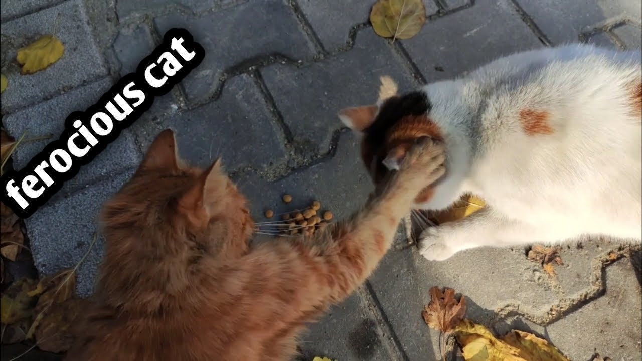 A ferocious cat attacked me and injured my hand - YouTube
