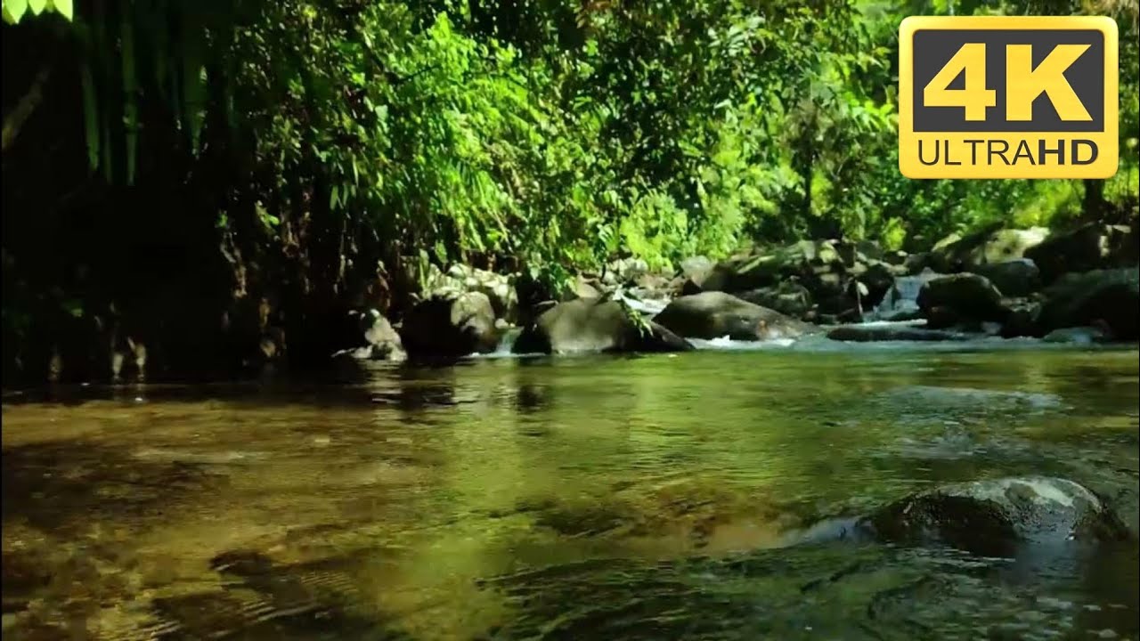 Calming Nature Sounds, Nature Sounds, Birds Song for Health, Deep Sleep ...