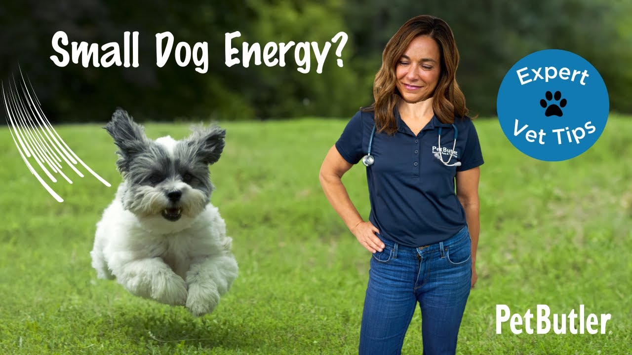 Small Dog, BIG Energy | Keeping Your Small Dog Active - YouTube