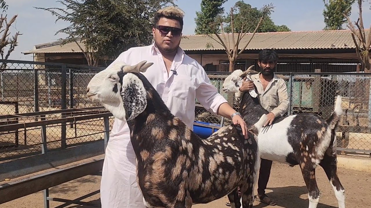 Big Size Heavy Goats Collection | Gujri & Sojat | Faisal Goat Ranch ...