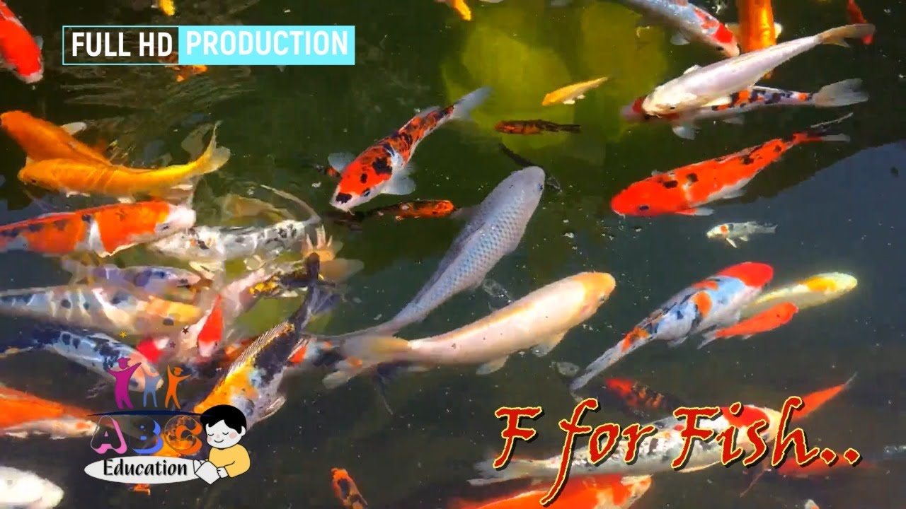 F for Fish | Full HD Resolution 4k Video - YouTube