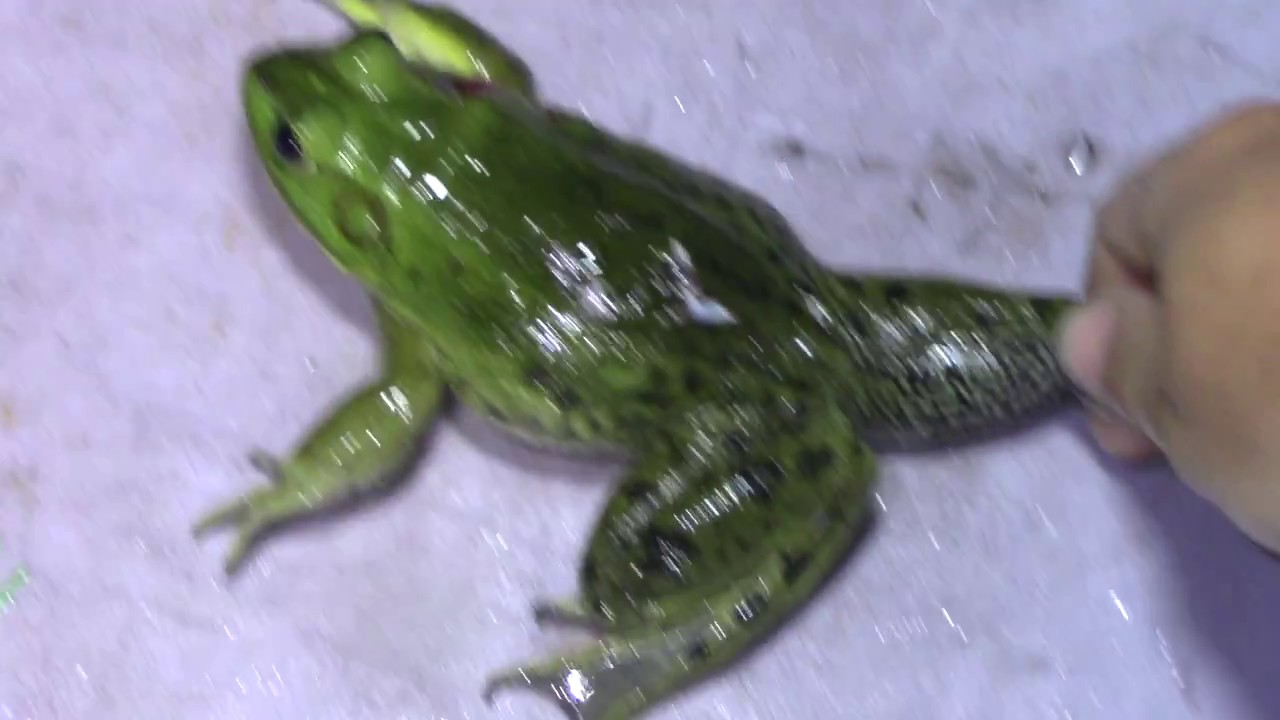 South Florida SWAMP Frog Gigging - Brothers Outdoors SARASOTA Frog gig ...