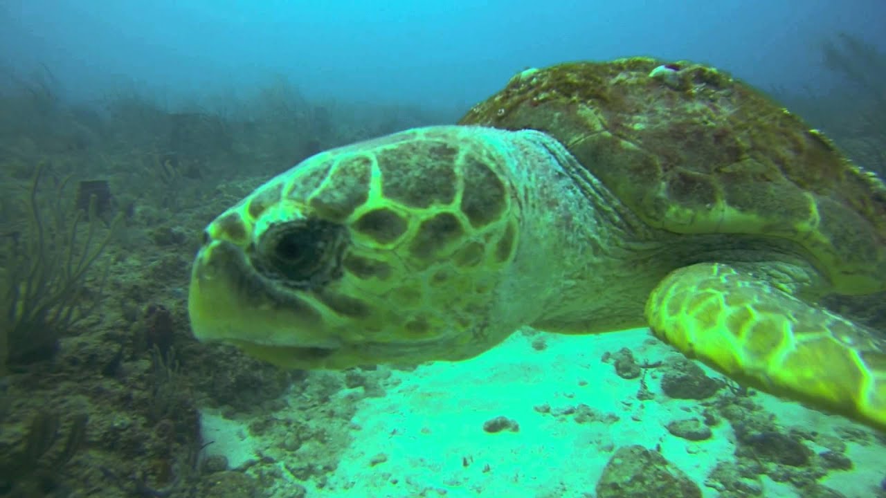 Turtle has killer Buoyancy control - YouTube