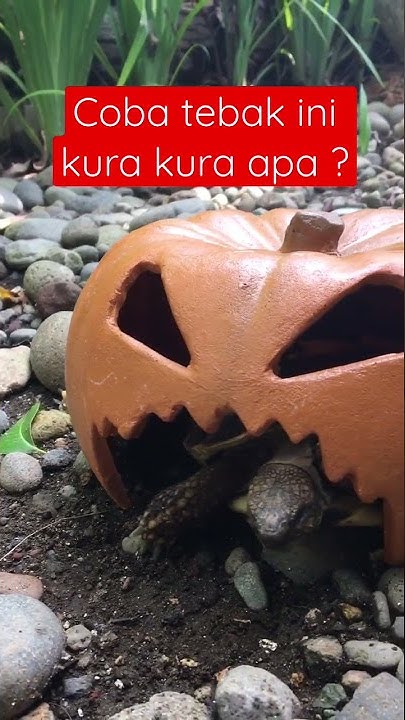 KURA KURA DARAT DALAM LABU ??? - YouTube