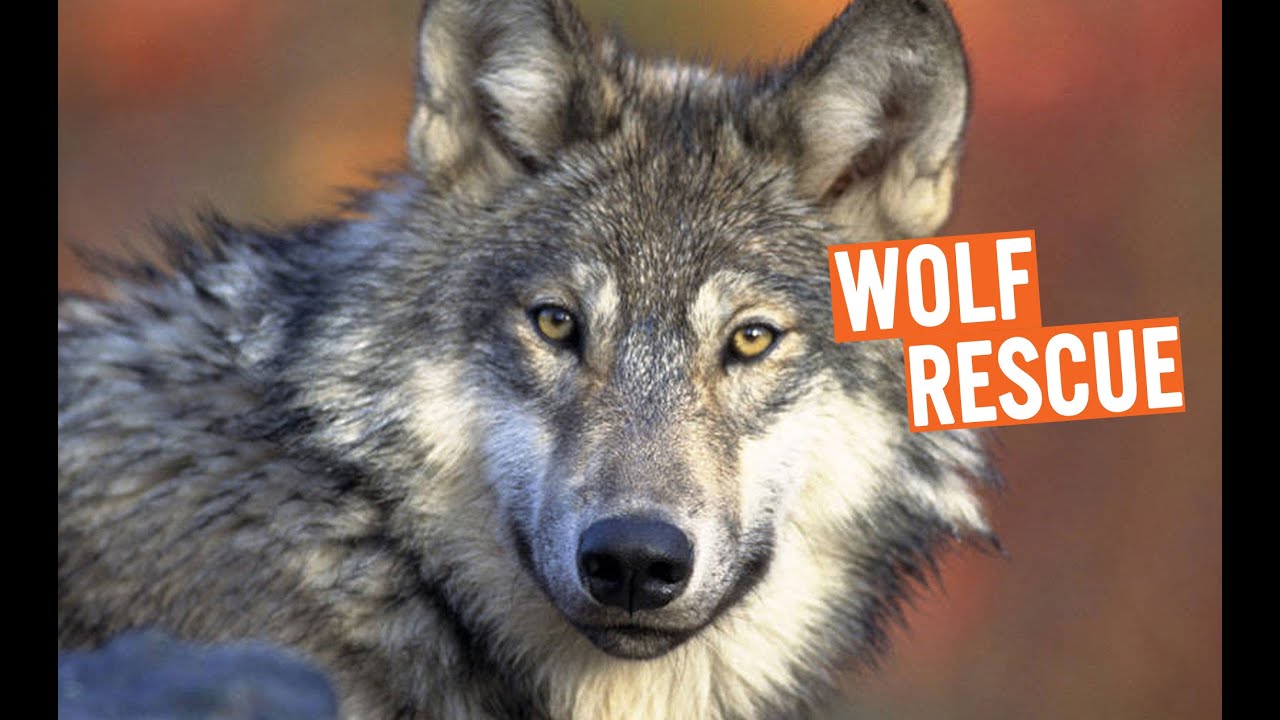Discovery Education Kids - Wolf Rescue 2016 - YouTube