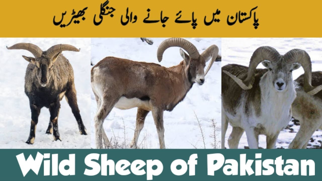Wild Sheep of Pakistan | Bharal - Urial - Marco Polo Sheep | Wildlife ...