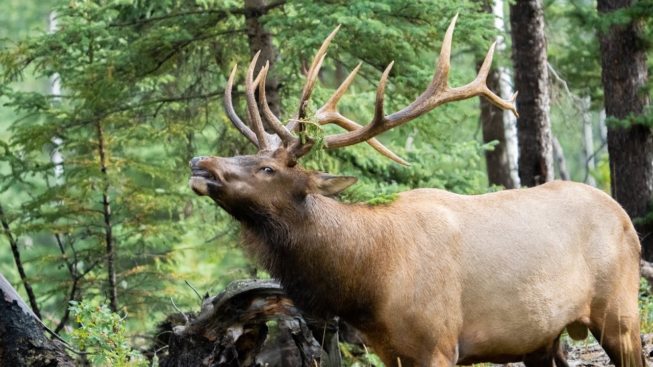 First Elk Bull to Show Rut Behavior Immediately After Shedding Velvet ...