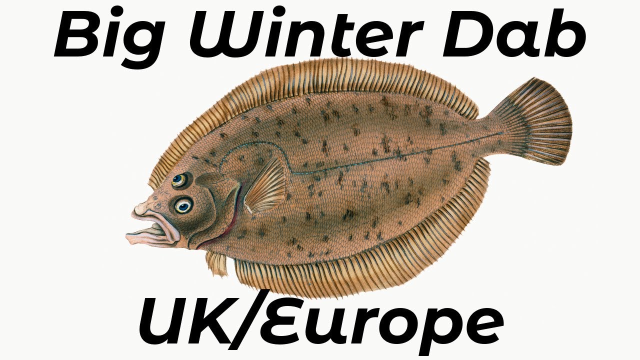 How To Catch Big Winter Dab - UK And Europe - Beginners And Improvers ...
