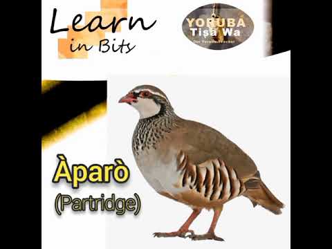 Animals in Yorùbá Language : Àparò (Partridge) #learn #animals #birds ...