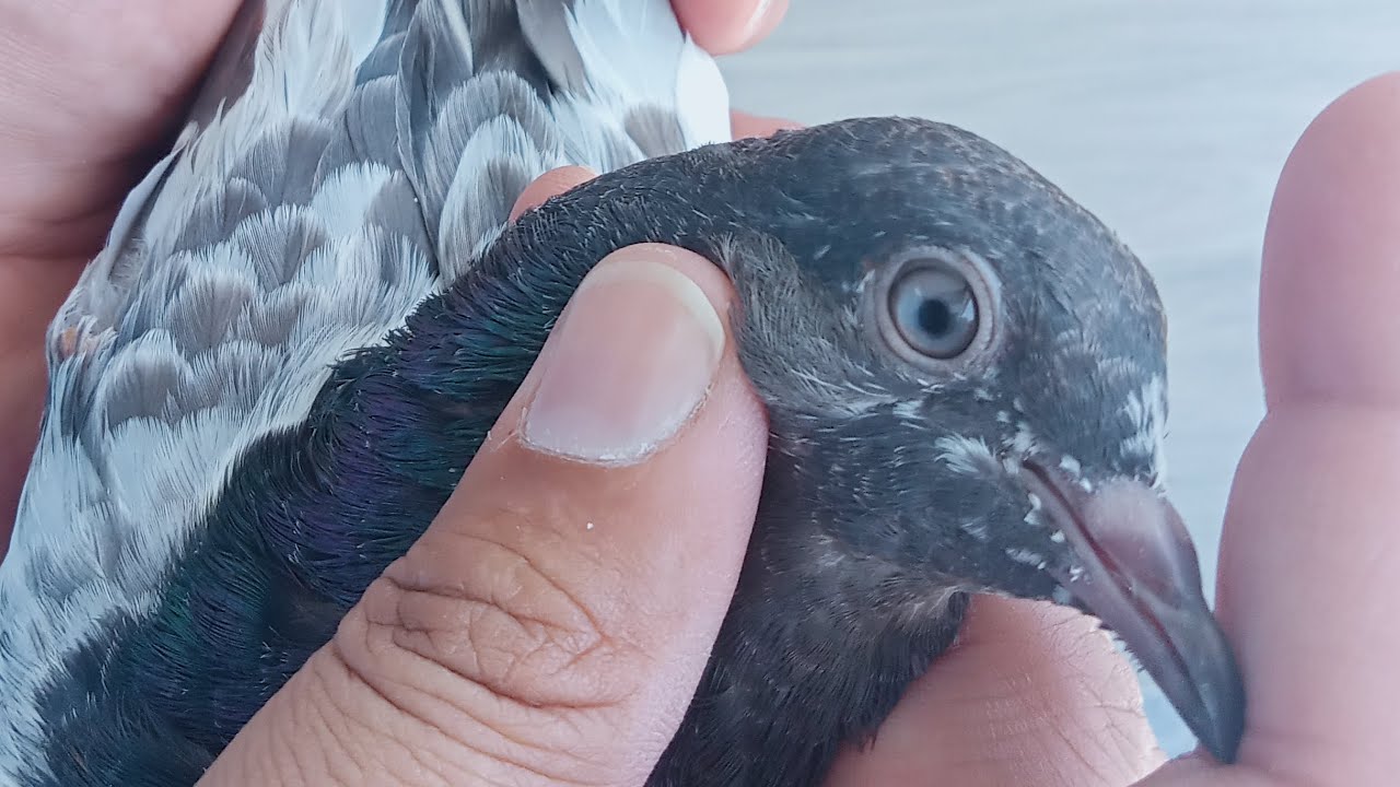 Top 10 Teddy pigeon breed baby Pigeon high flyer kabootar - YouTube