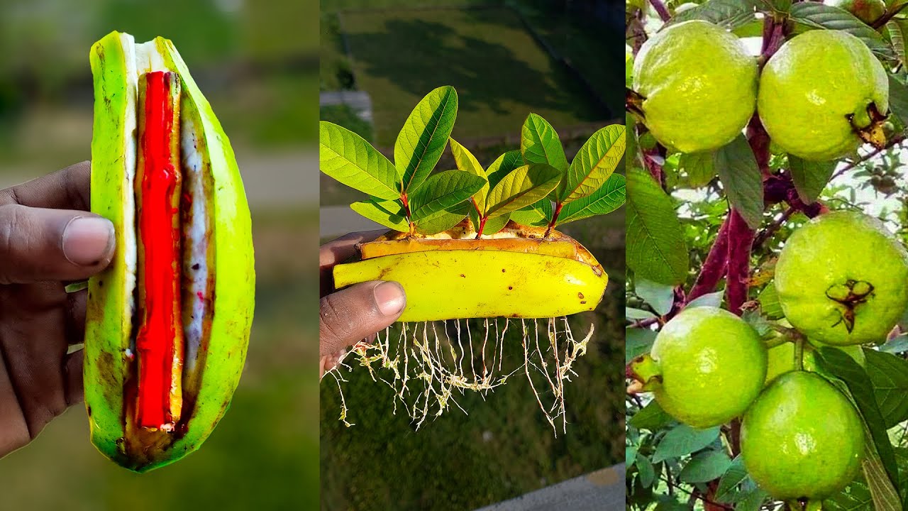 How to propagate guava tree from cutting with banana || growing guava ...