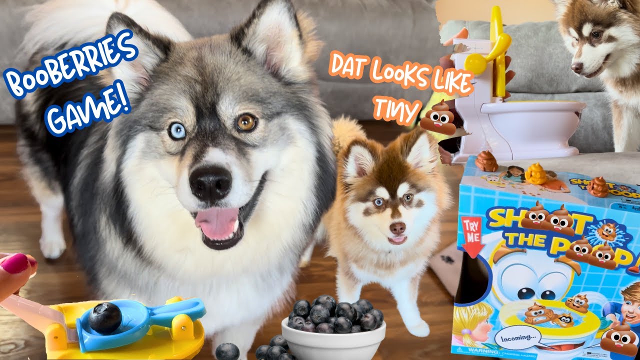 FUN with Pomskies! Showing off CATCHING Skills: Blueberry Challenge ...
