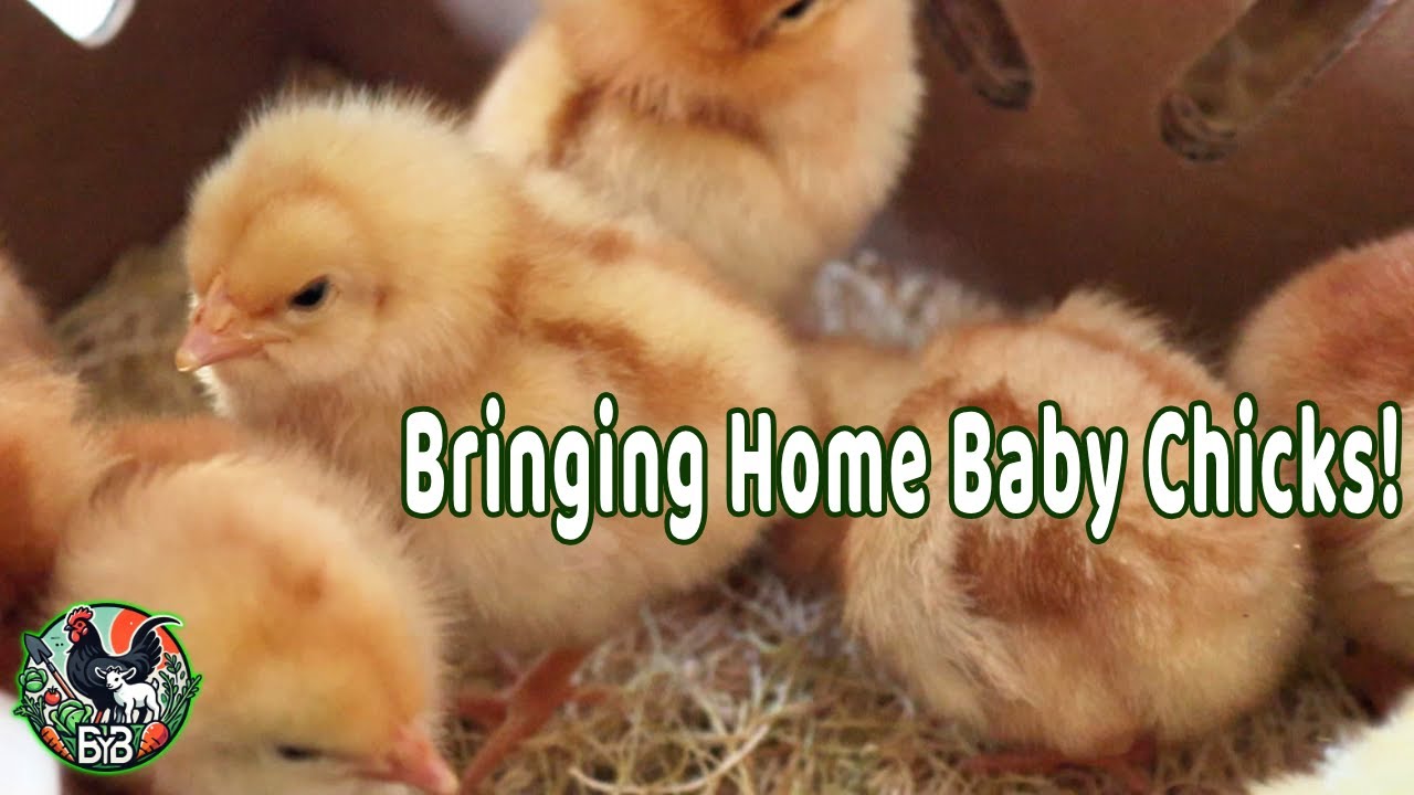 Bringing Home Baby Chicks! Brooder Setup | Day-Old Chick Pickup | First ...