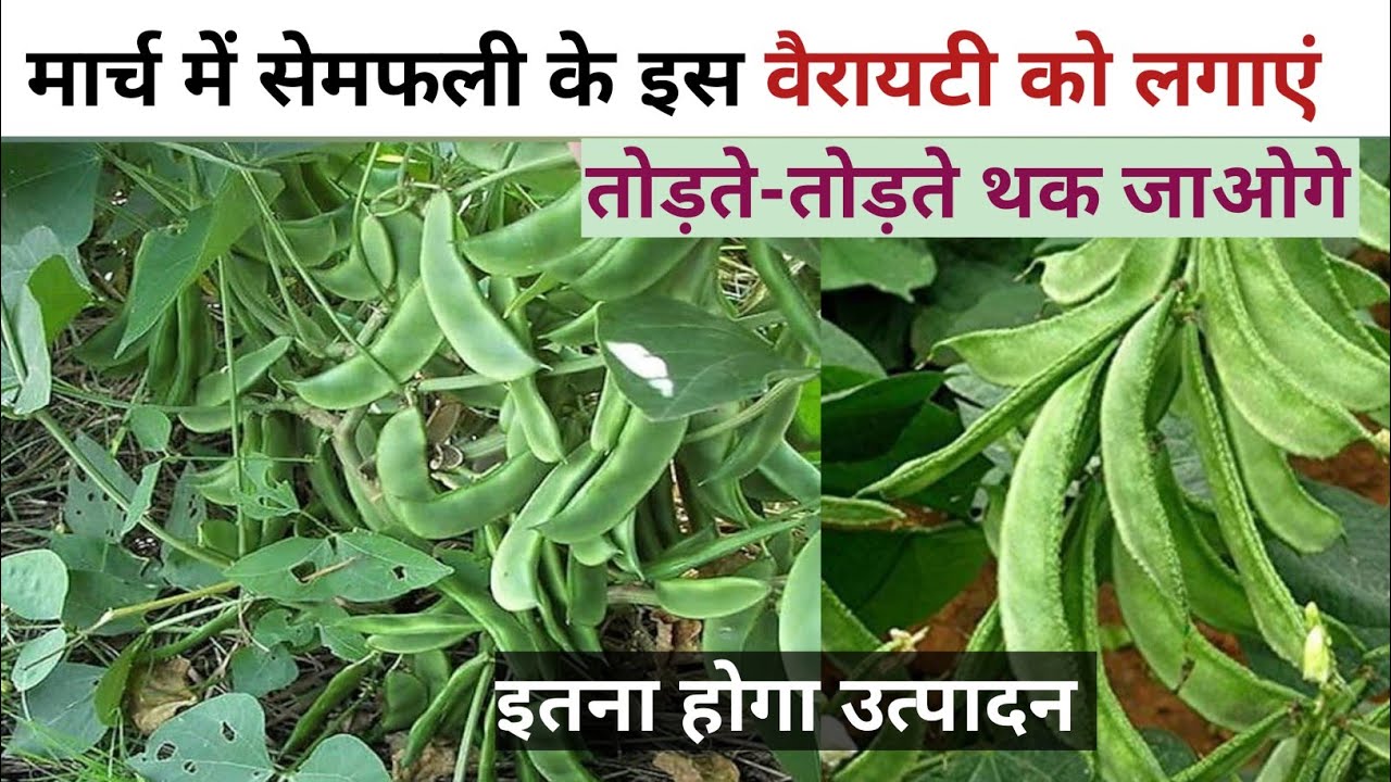 सेमफली के इस वैरायटी को लगाएं और बेहतर उत्पादन लें #samefali #trending ...