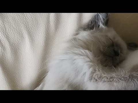 ma vie avec mon chat (EVREST) - YouTube