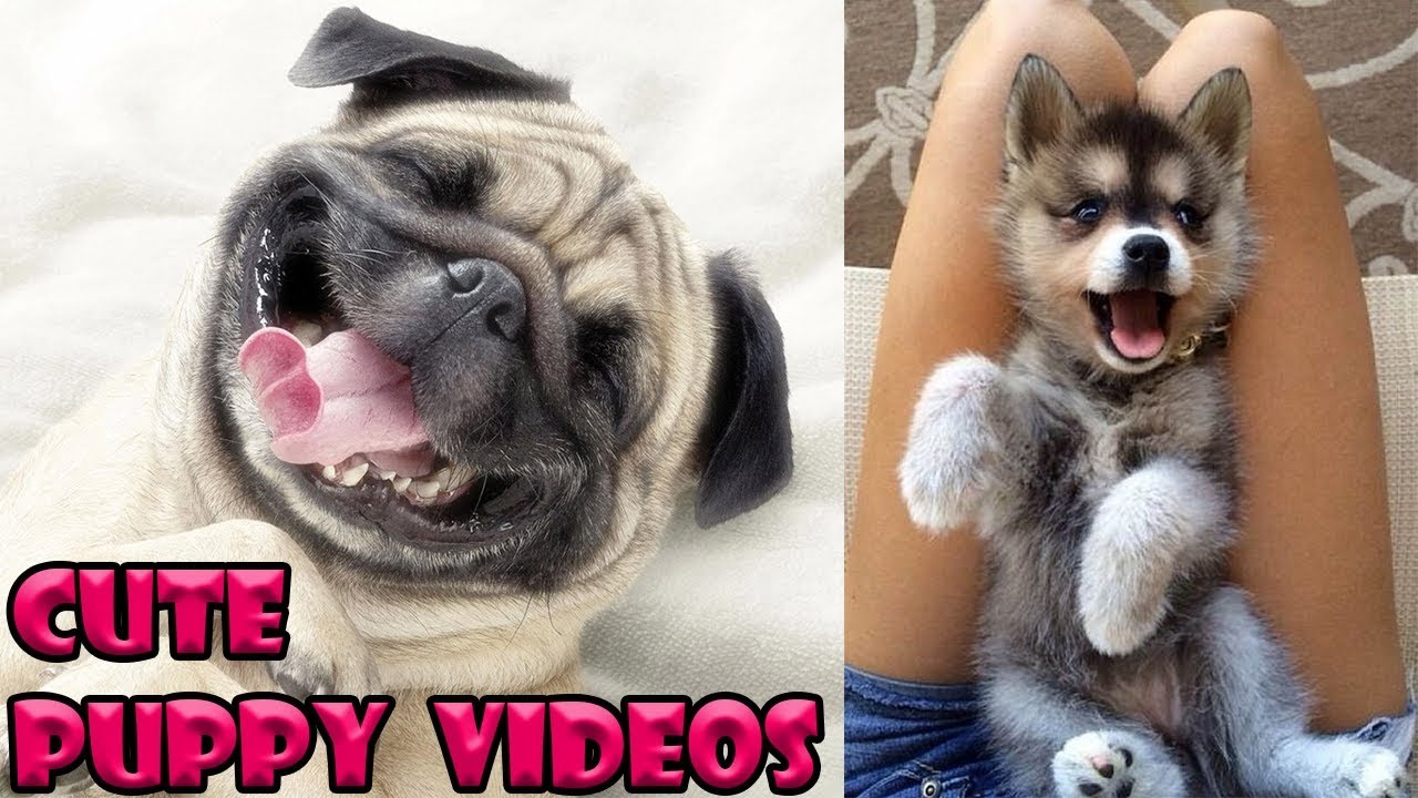 Cute Baby Dogs Compilation #2 - Cute Puppies Doing Funny Things ...