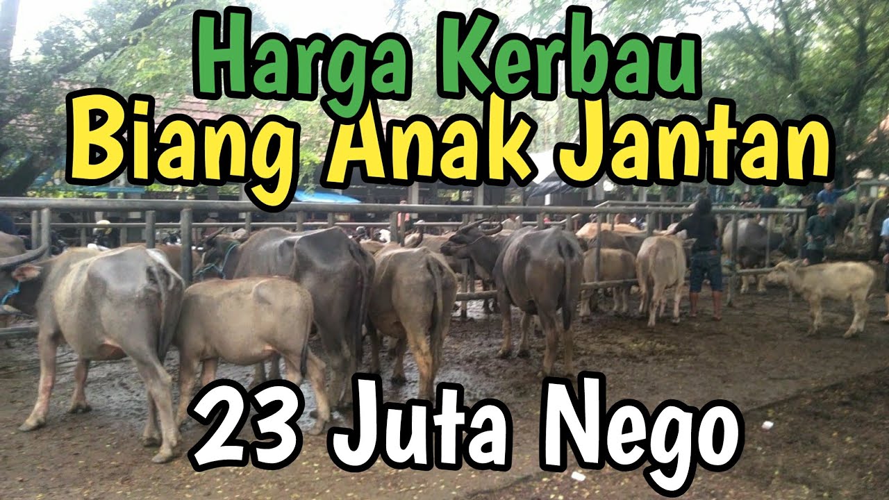🔴 23 JUTA NEGO 🔥 Harga Biang Anak Jantan - YouTube
