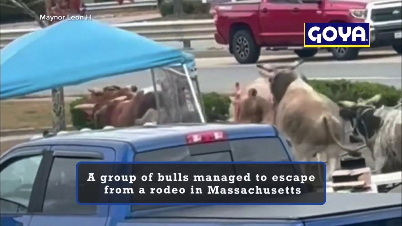 Bulls escape from rodeo in Massachusetts - YouTube