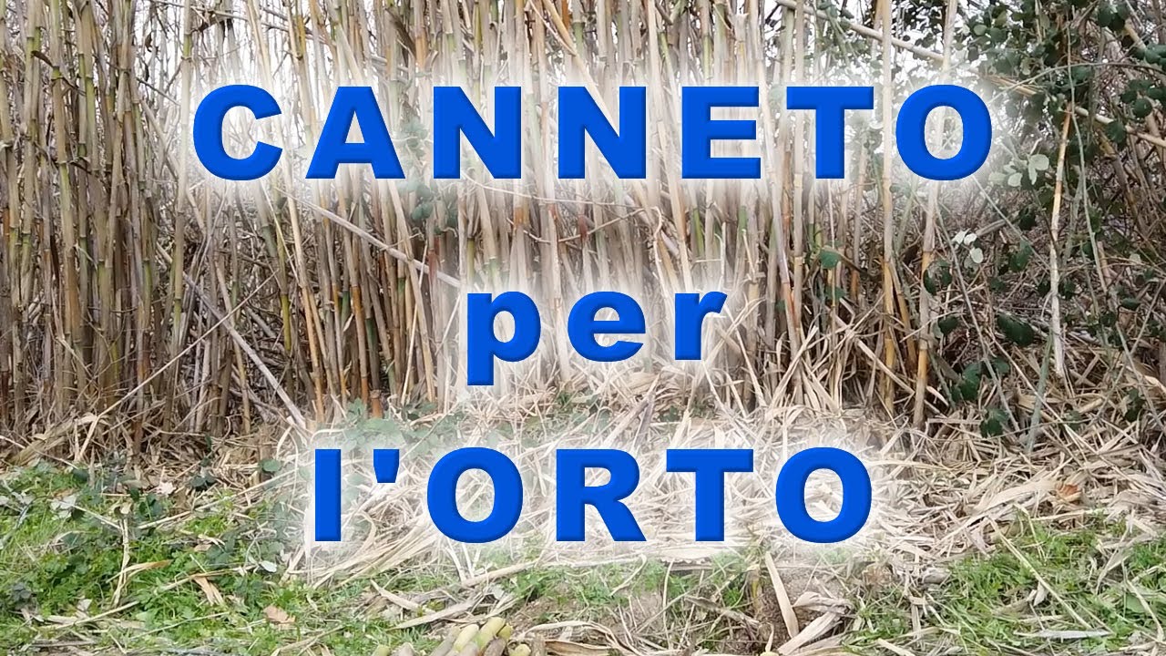 Il Canneto nell' orto indispensabile per l'autosufficienza - le canne ...