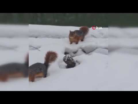 Sincapların kar keyfi kamerada
