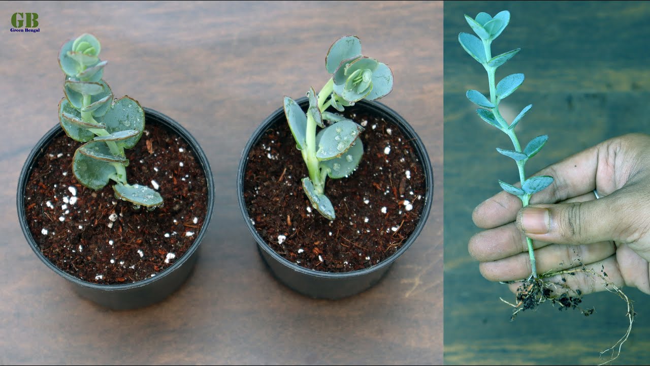 Kalanchoe Marnieriana Propagation From Cuttings (With Update) - YouTube