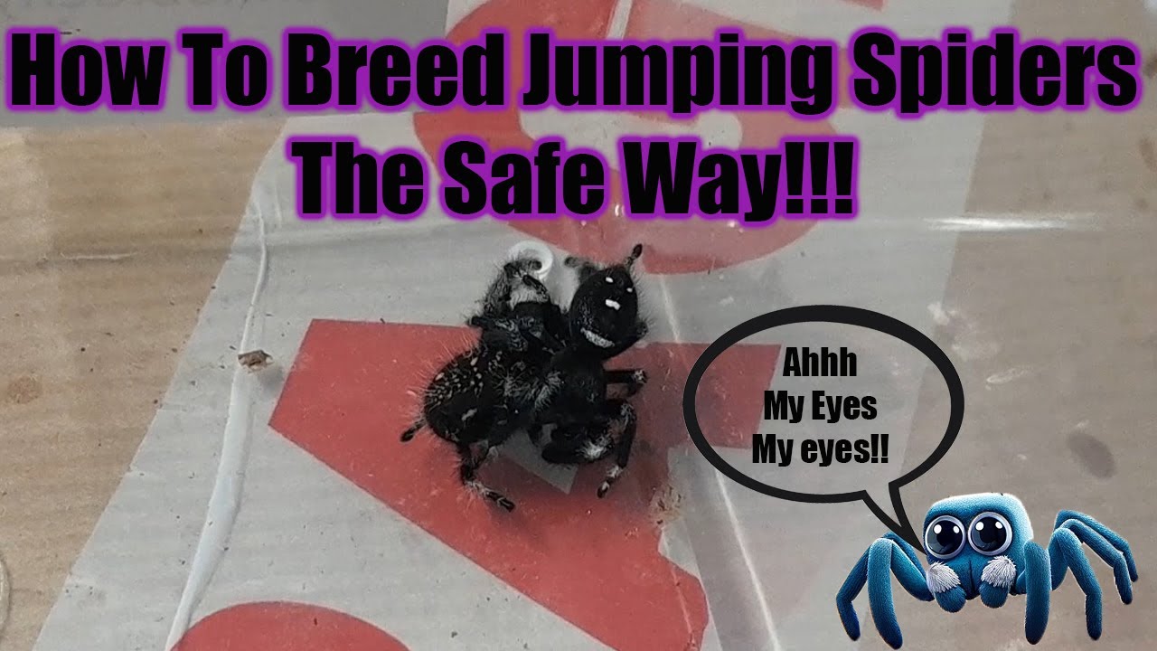 How To Breed Jumping Spiders - The Safe Way!! - YouTube