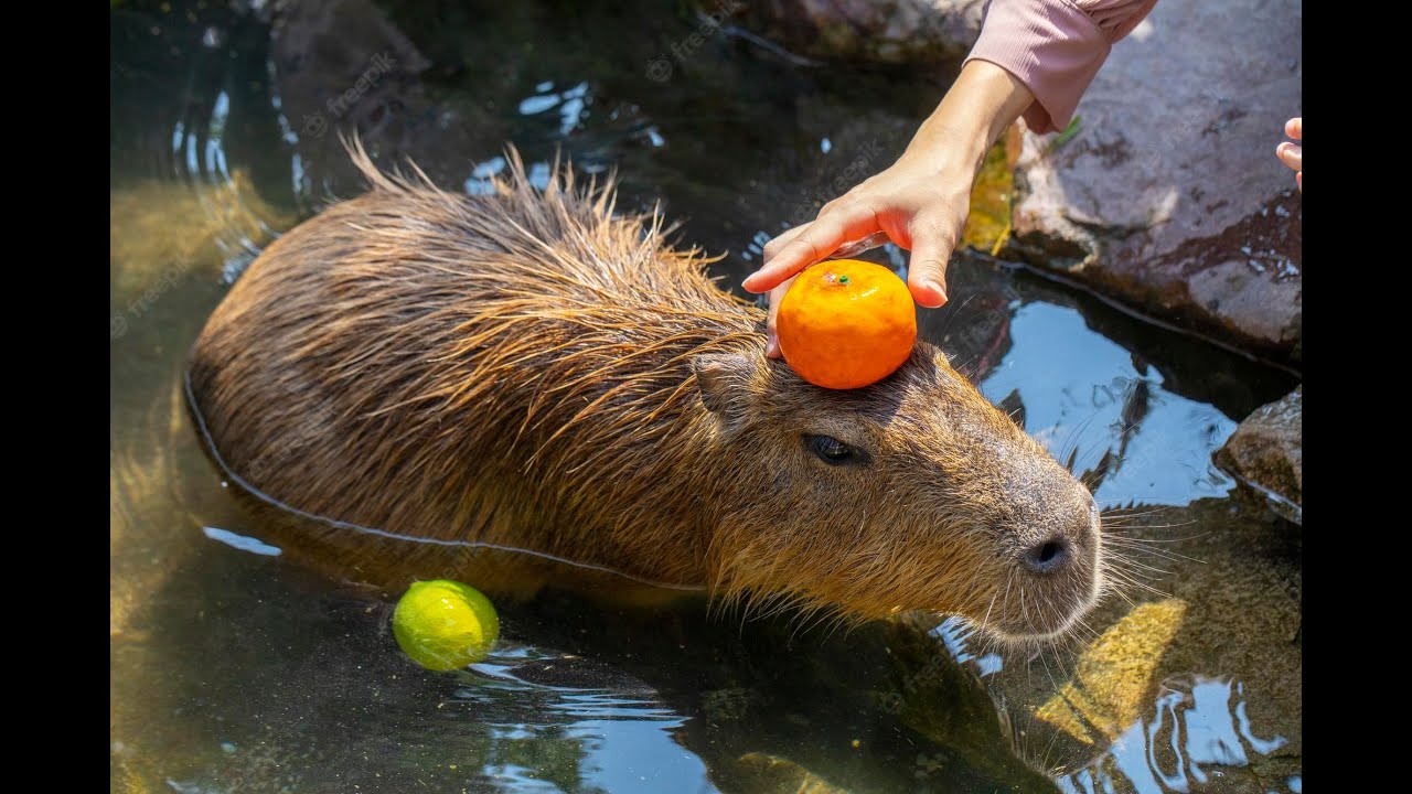 capybara orange 1080p - YouTube