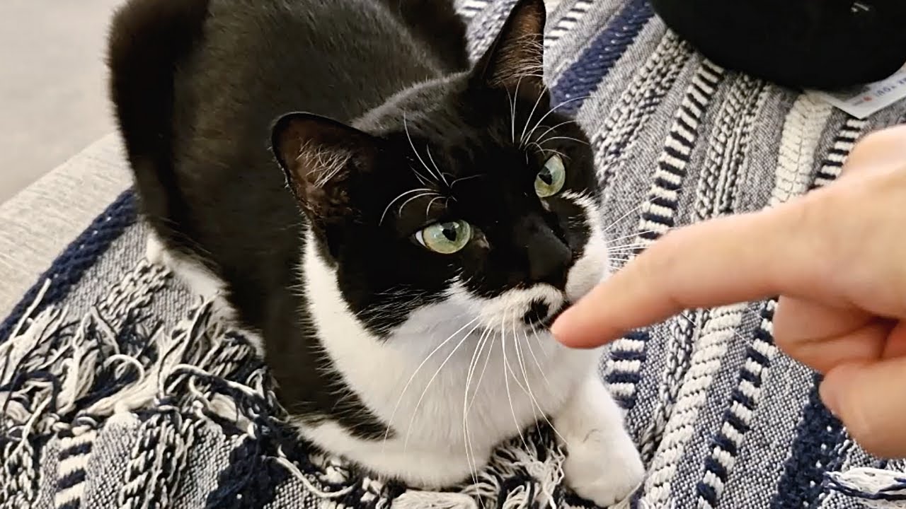Adoring Cat Finally Becomes Sofa Kitty And Asks For Pats - YouTube