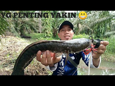 Strike Tanpa Batas, Casting Ikan Gabus/Haruan/Mancung/kihung - YouTube