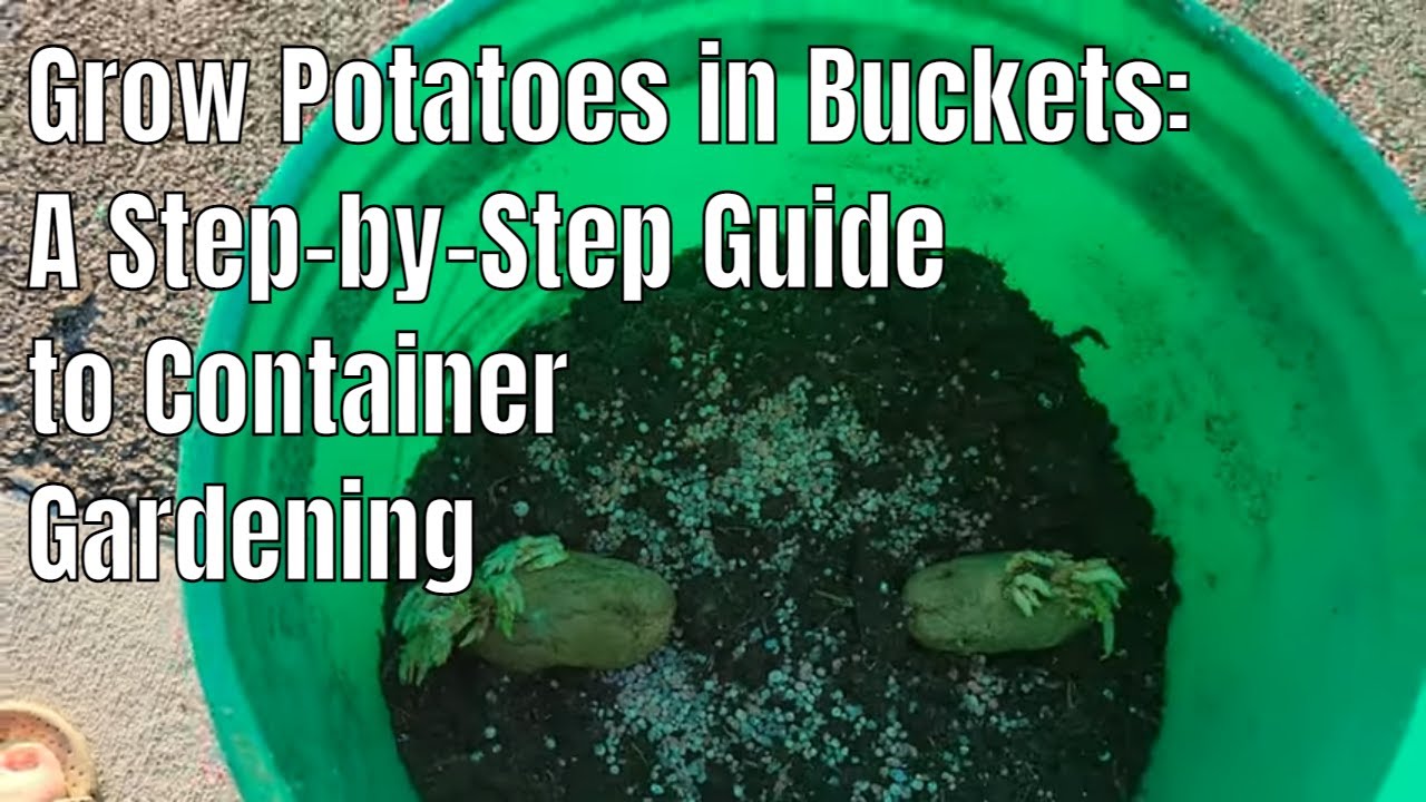Grow Potatoes in Buckets: A Step-by-Step Guide to Container Gardening # ...
