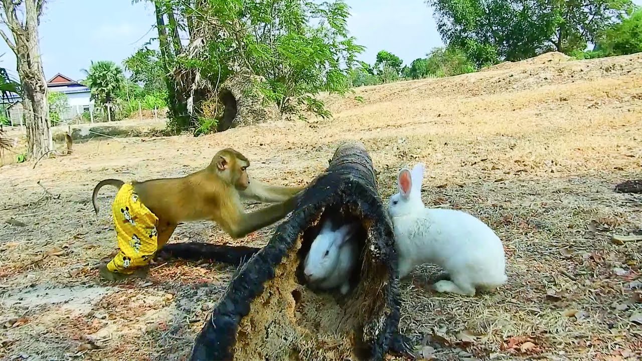 Great Job ! SokYaa Help Rabbit Very Well, He Moving This Very Stronger ...