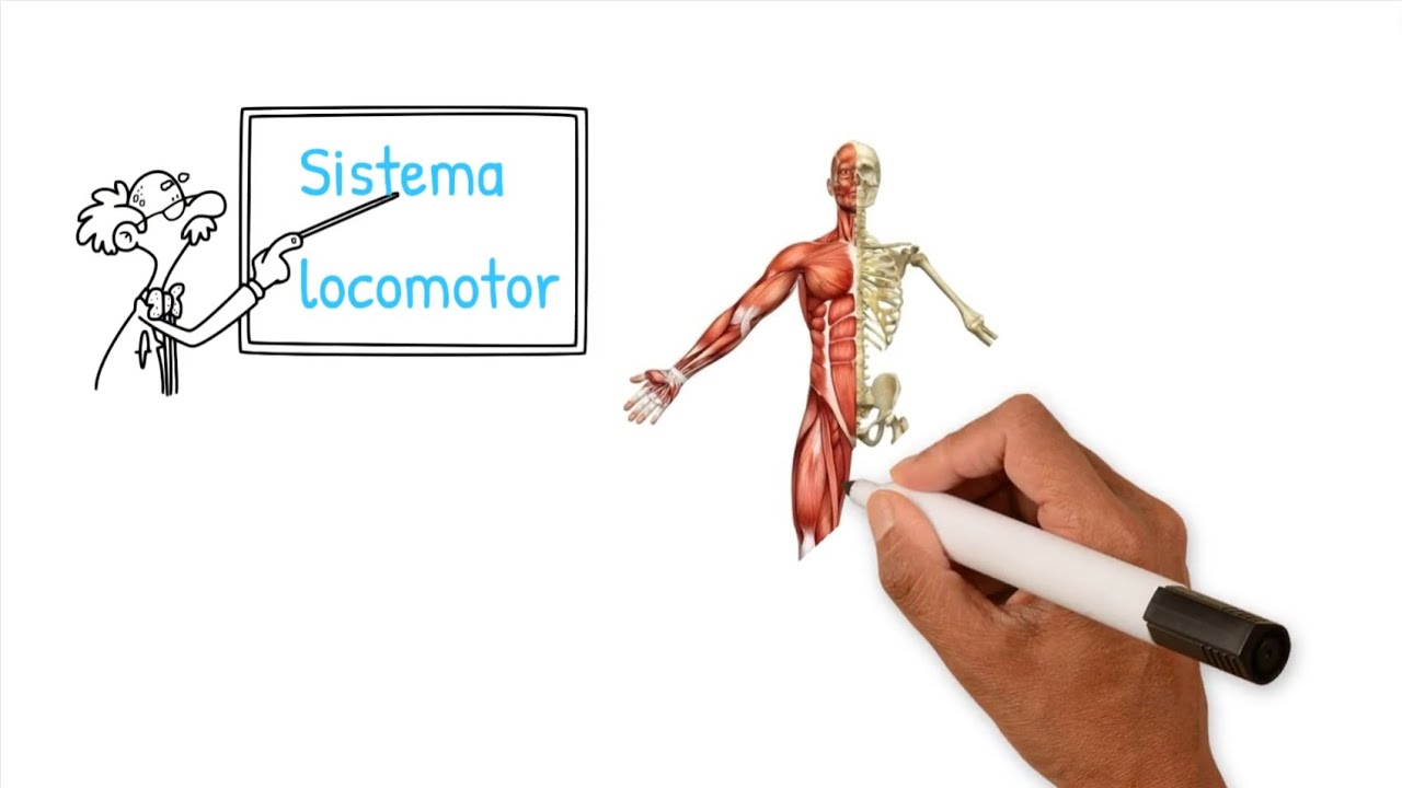 "Sistema Locomotor: Cómo Funciona y Cuida Tu Cuerpo" - YouTube