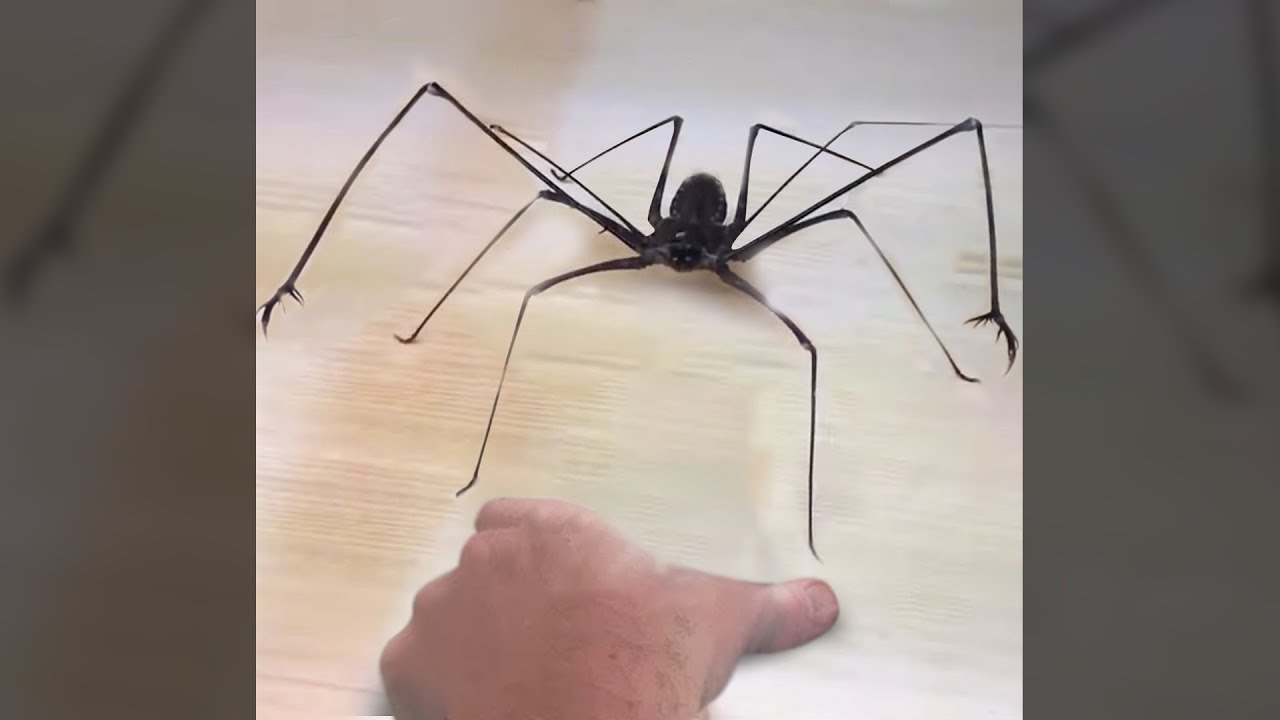 why did i grab this SPIDER.. - YouTube